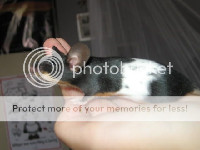 Post your pics of banded mice? | Pet Mice Forum