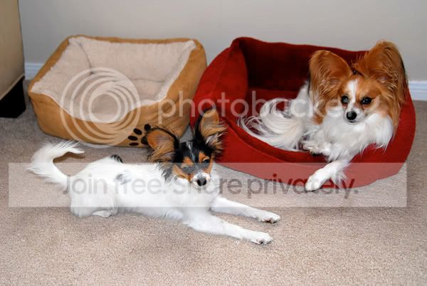 Is my Papillion puppy overweight? | Puppy Forum and Dog Forums