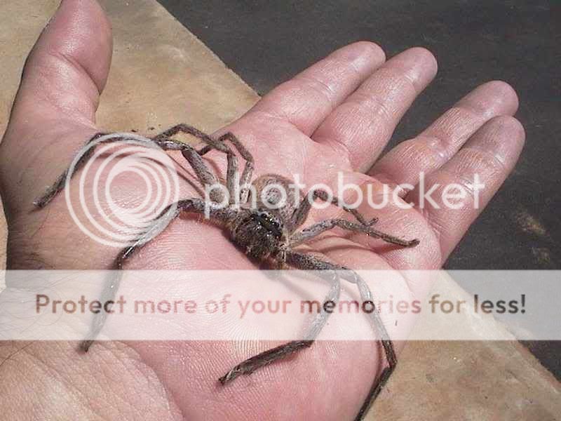 FARK.com: (3921986) Clock spider is watching you shower