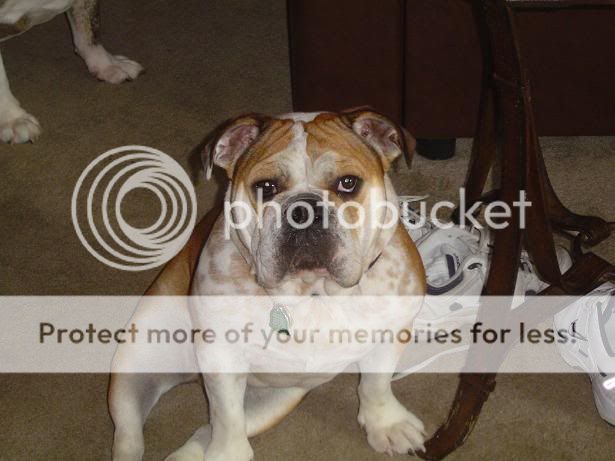 Sadie Lola Van Huron... before & after pics