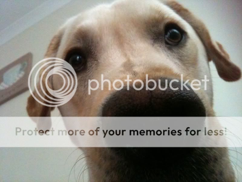 Ridgenose Labrador | Labradors Forums