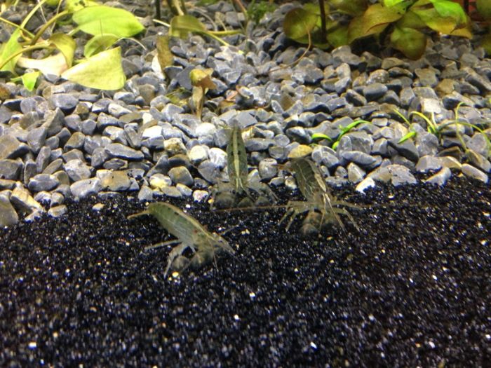 Riffle Shrimp in the Wall Tank - Australatya striolata - Shrimp Keepers ...
