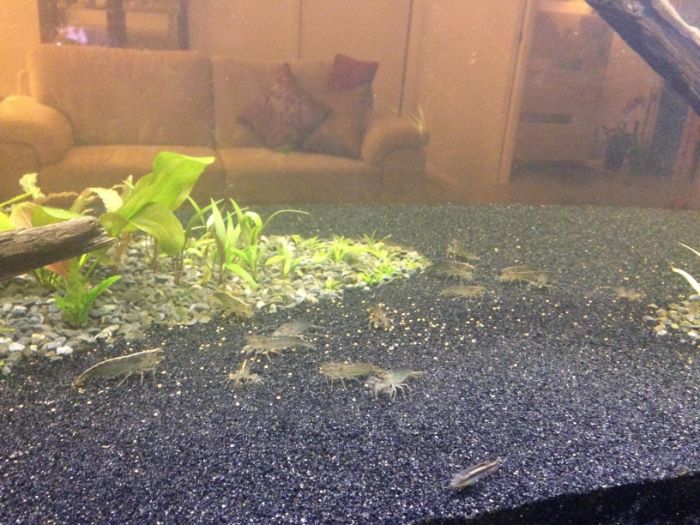 Riffle Shrimp in the Wall Tank - Australatya striolata - Shrimp Keepers ...