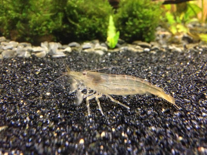 Riffle Shrimp in the Wall Tank - Australatya striolata - Shrimp Keepers ...