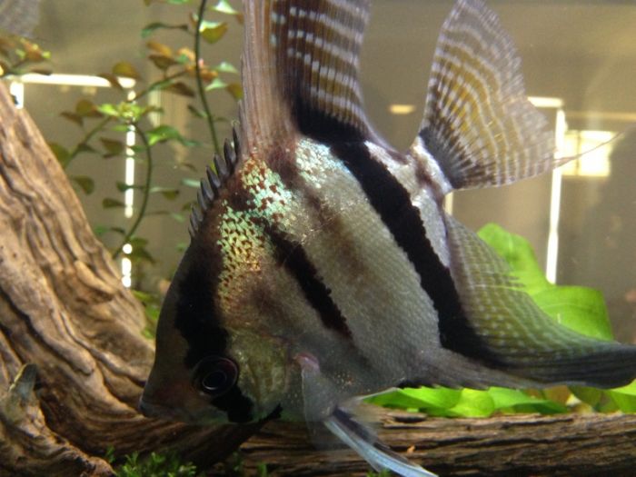 Riffle Shrimp in the Wall Tank - Australatya striolata - Shrimp Keepers ...