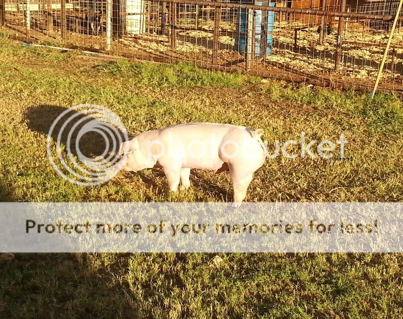 feeding paylean strategy