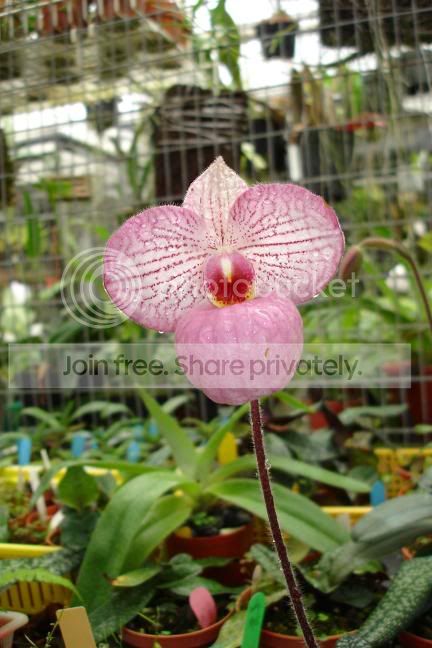 Magic Lanten | Slippertalk Orchid Forum