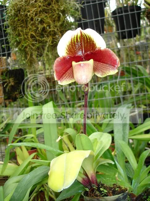 Paph. In-Charm Lippehill | Slippertalk Orchid Forum