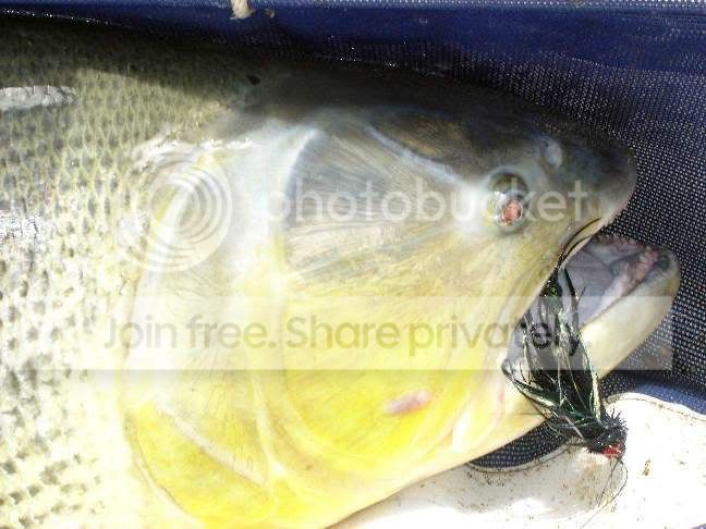 New World Record of freshwater Dorado | MonsterFishKeepers.com