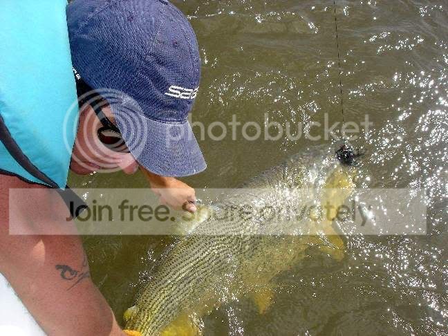 New World Record of freshwater Dorado | MonsterFishKeepers.com