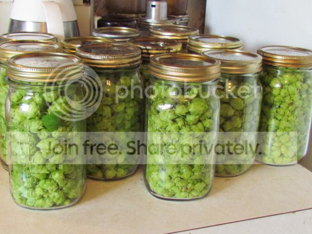 First hop harvest of the season. - Photography - Bladesmith's Forum Board