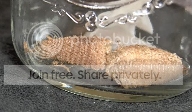 Praying mantis hatching - Photography - Bladesmith's Forum Board