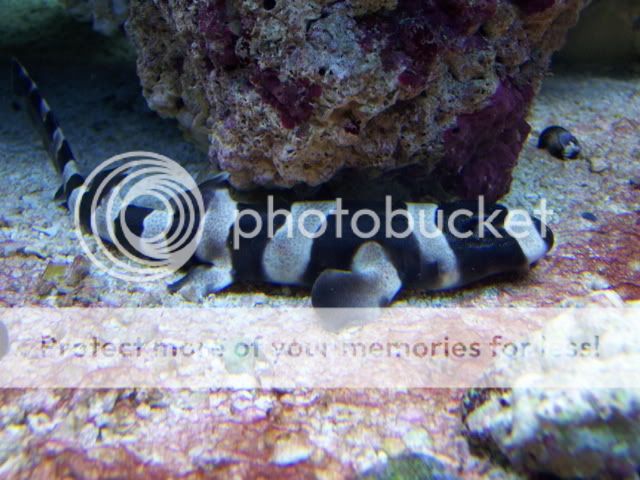 Black Banded Cat Shark